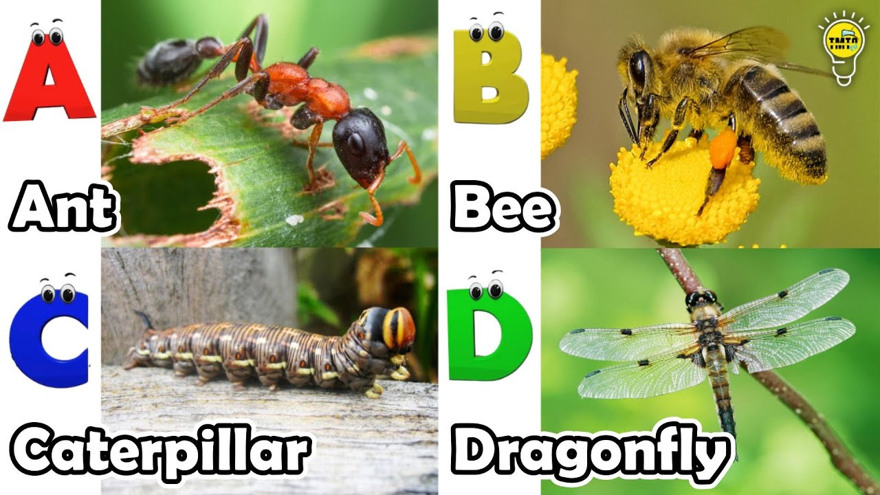 Abc Insect Song | A to Z Insects Song | Insects Alphabet song | Phonics ...