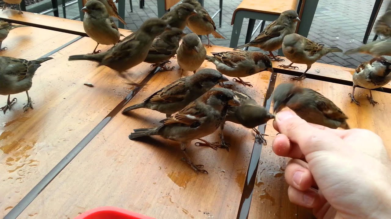 Impudent Sparrows vs French Fries - YouTube