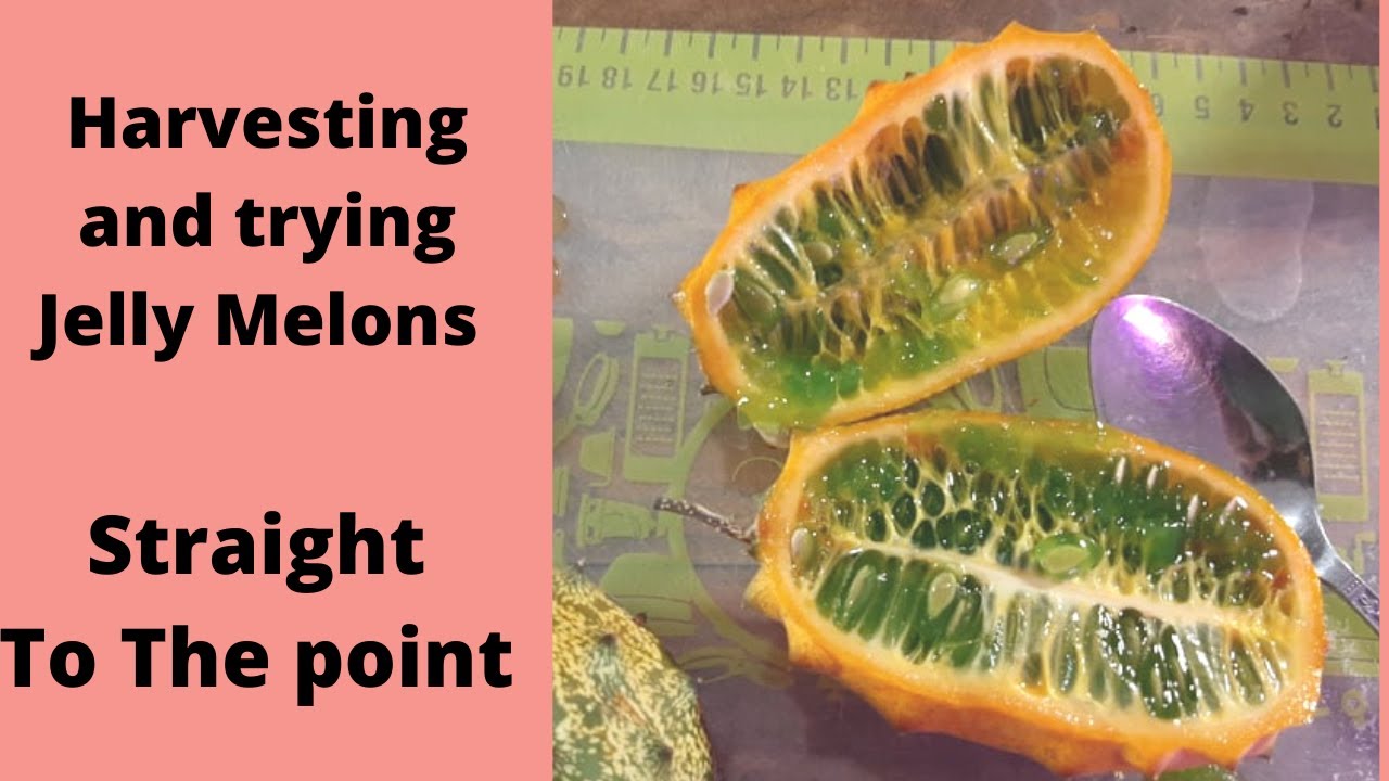 Harvesting and trying a Jelly Melon - YouTube