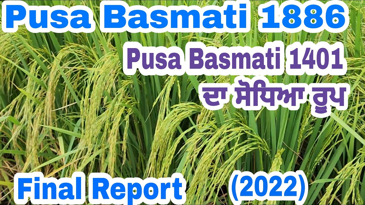 Pusa Basmati 1886 Final Report (2022) @Tiwana Seed Store Bhawanigarh ...