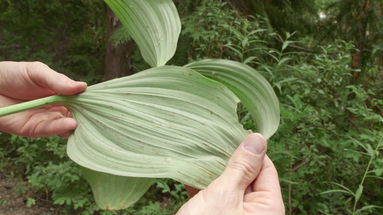 Indian hellebore - Veratrum viride. Identification and characteristics ...