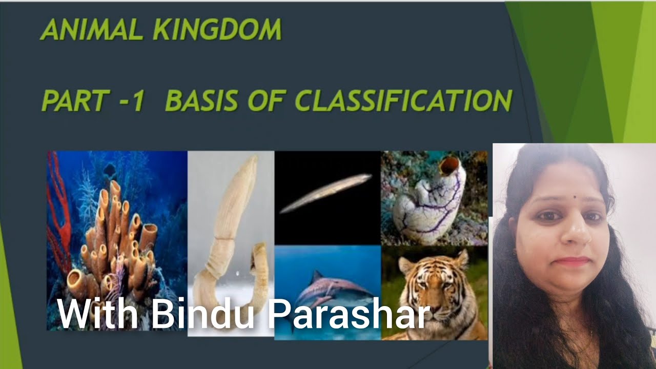 Animal Kingdom|Part 1| BASIS OF CLASSIFICATION| FOR NEET BOARD AND ...