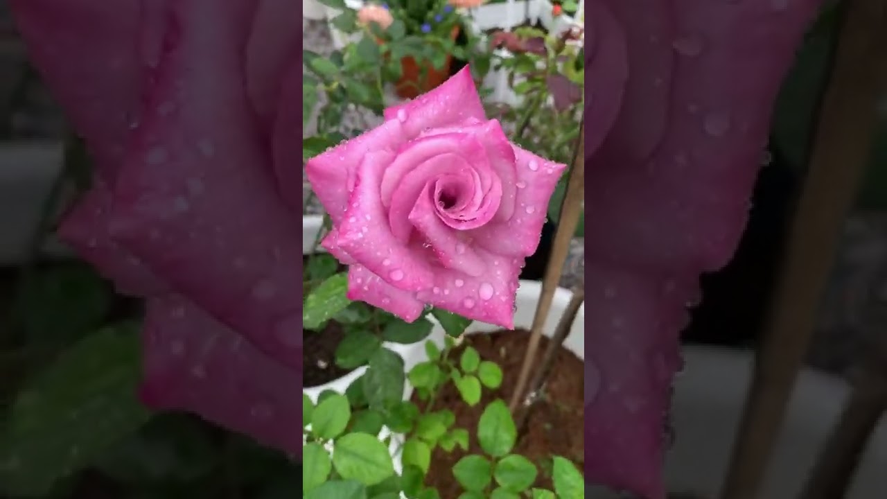 Blue river rose บลูริเวอร์ กุหลาบตัดดอกสีชมพูอมม่วง สีสวยละมุน รอบดอก ...