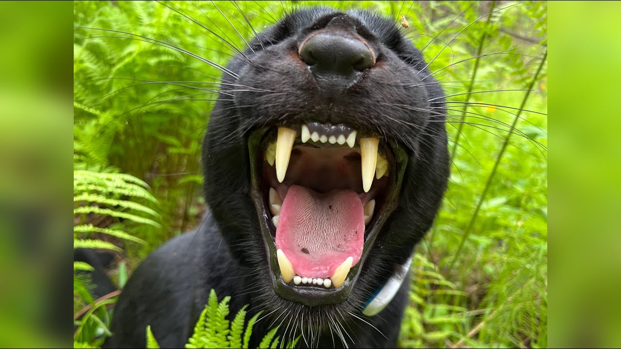 Panther Luna was upset by people 😔/ Very hot walk - YouTube