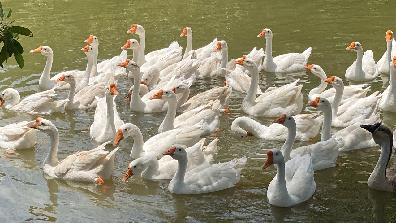 Beautiful goose swim in the lake - YouTube