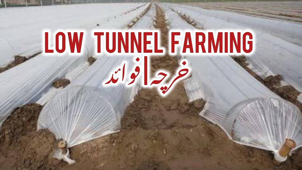 Low Tunnel Farming | How to build low tunnels | Low tunnel Expense ...