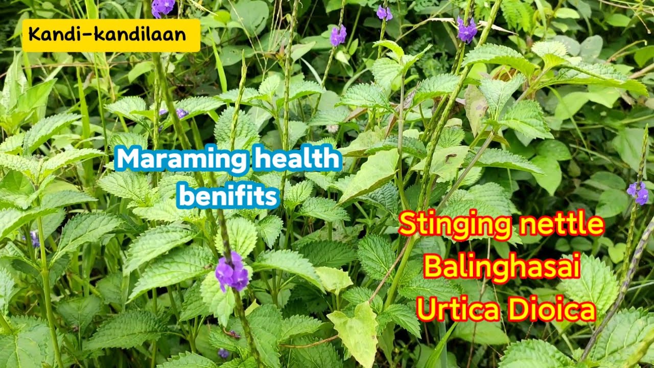 Kandi-kandilaan ay maraming benepisyong makukuha sa kalusugan # ...