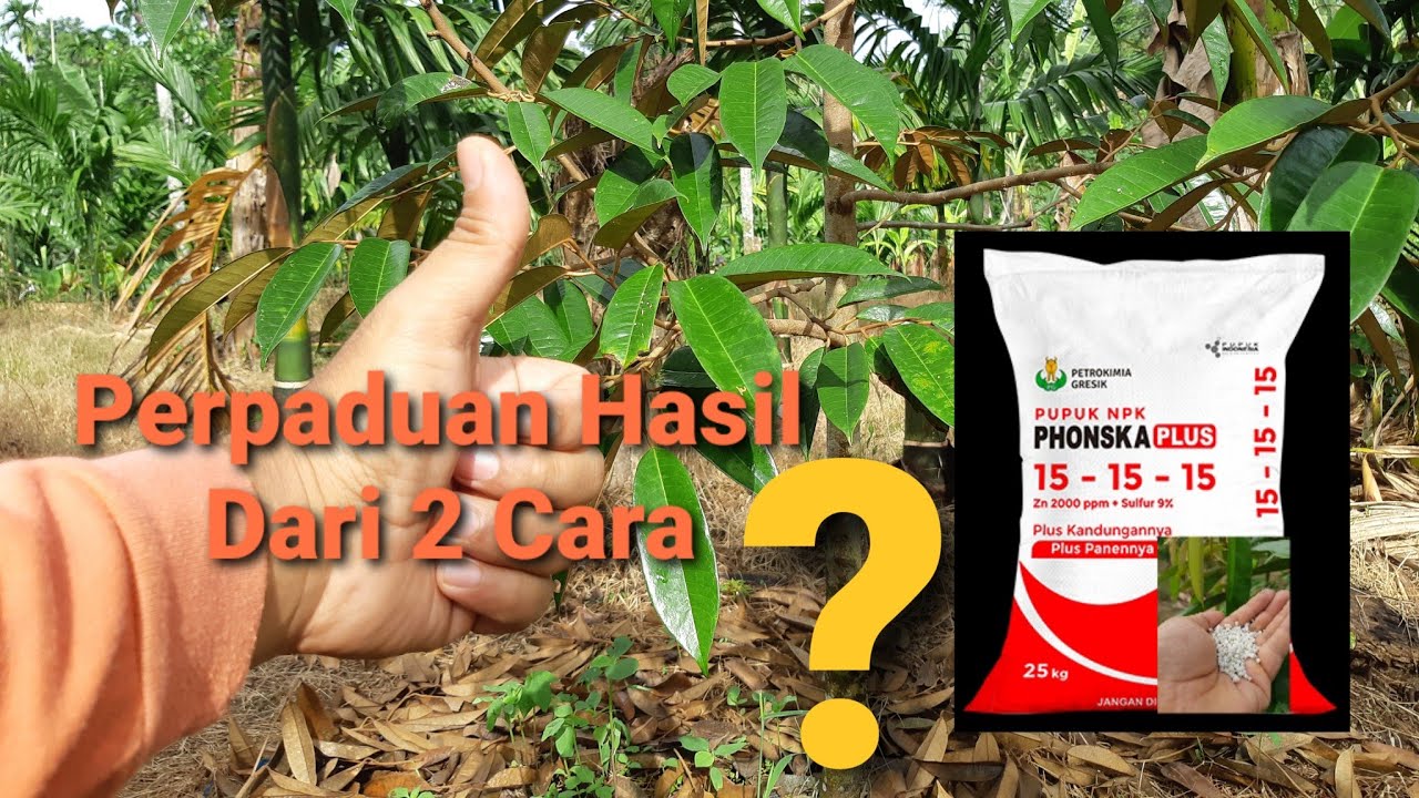 Luar biasa hasil pangkas tunas Air dan pemberian pupuk NPK poska plus ...