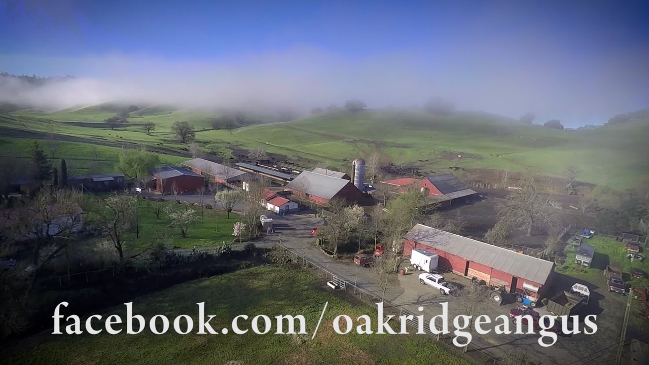 LaFranchi Family's - Oak Ridge Angus Ranch - Calistoga, CA - YouTube