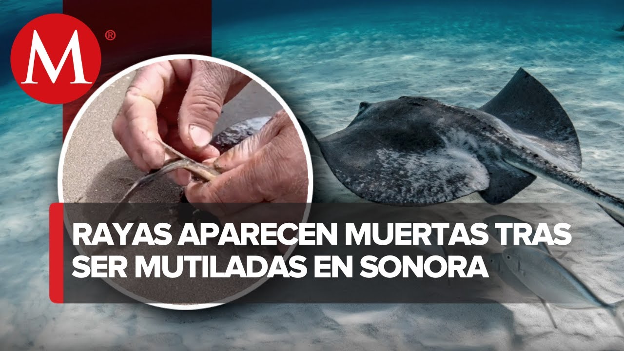 Piden detener mutilación de rayas en Sonora; les quitan aguijón por ...