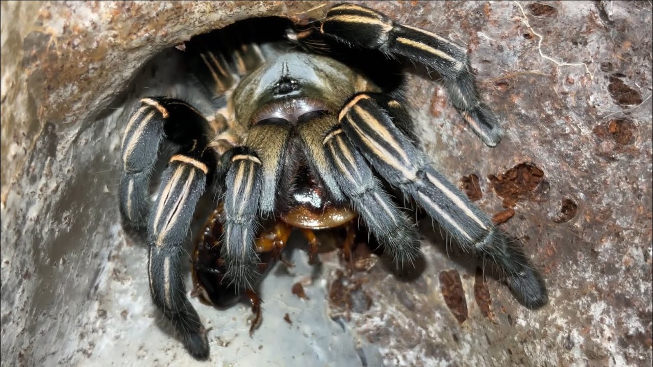 Thai zebra tarantula (Haplopelma albostriatum) feeding dubia roach ...