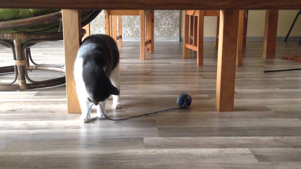 Kitten dragging ball of wool - YouTube