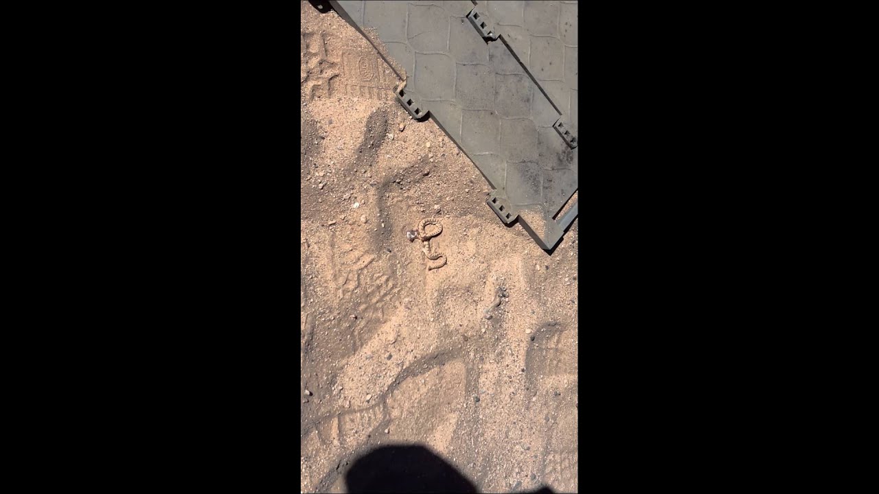 Baby rattle snake in WTI Yuma, AZ - YouTube