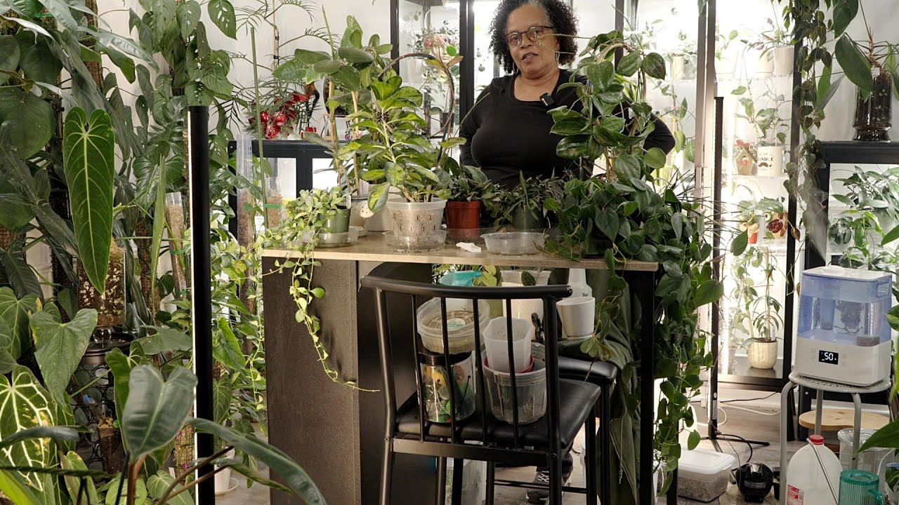 Watering 200+ Indoor Plants: The Time-Consuming Reality of Plant ...
