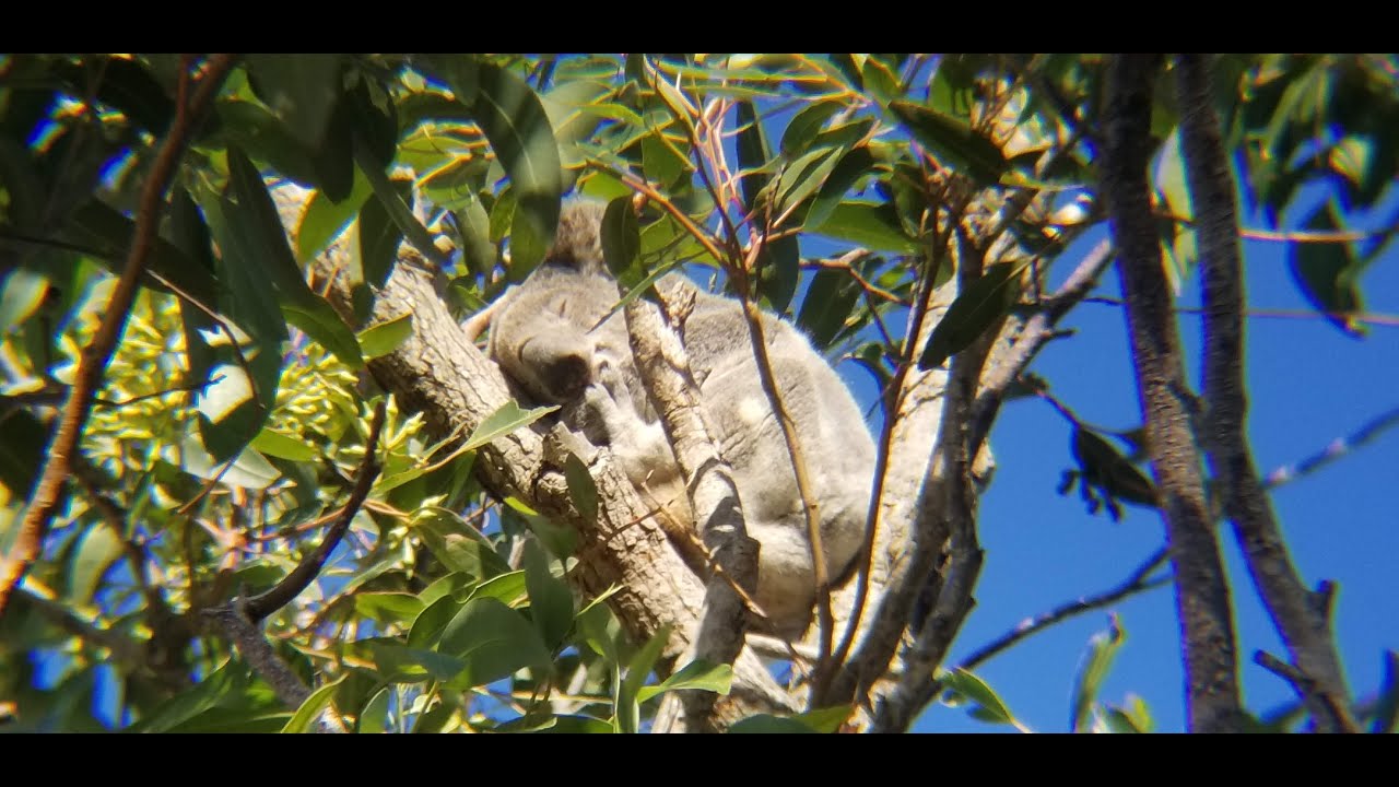 OWAD Environment Koala detection dogs - Koala DNA sampling Port ...