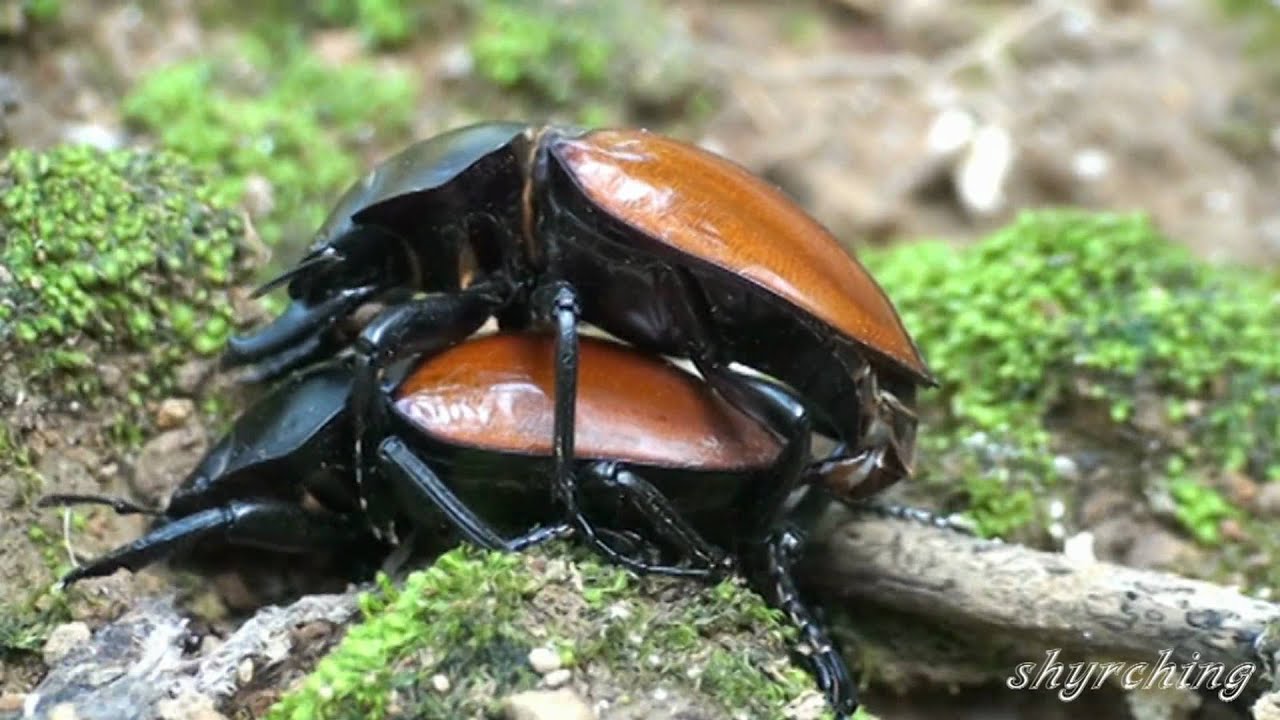 Stag beetles mating.mpg - YouTube
