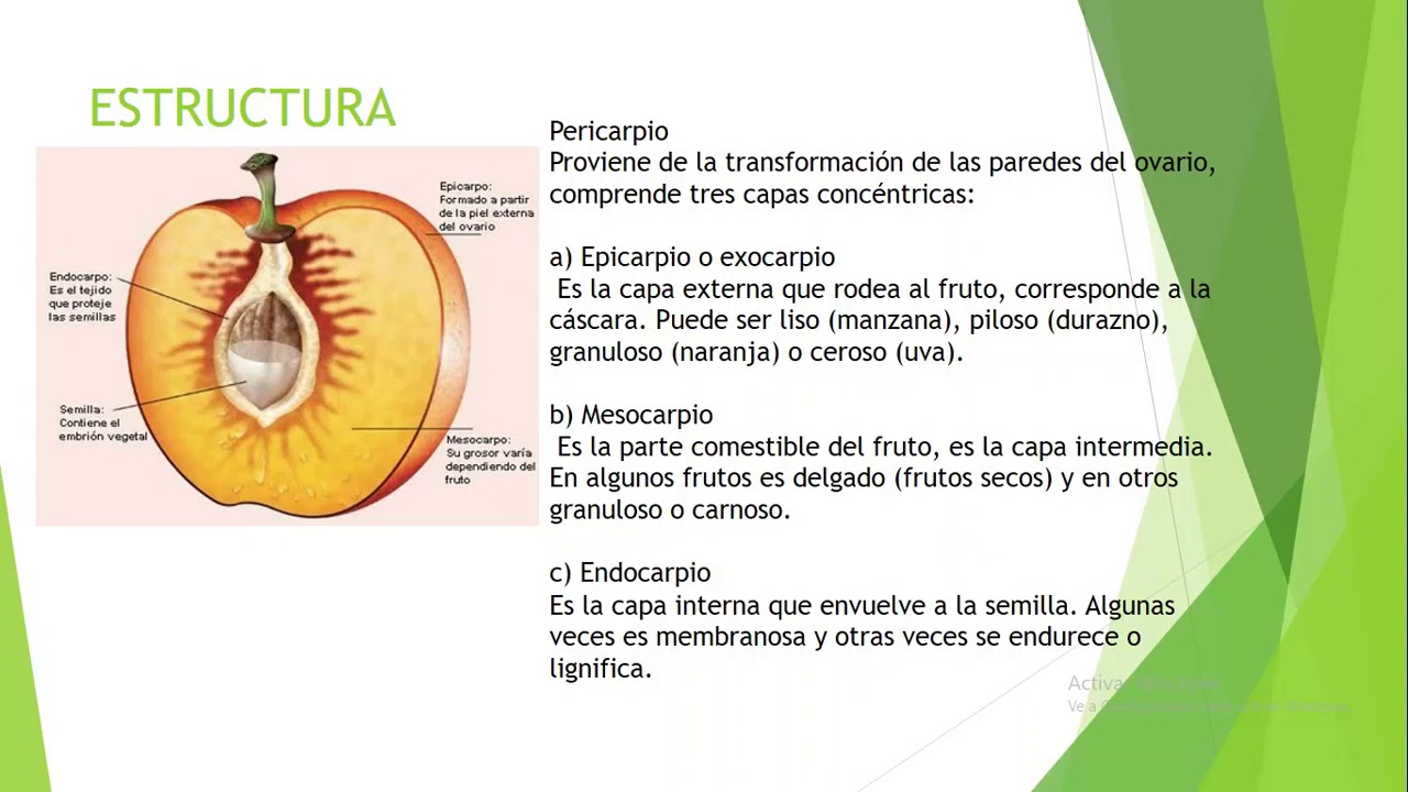 tema 1 tecnologia de frutas y hortalizas Parte 1 - YouTube