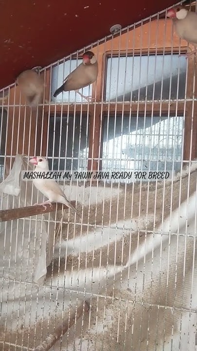 Fawn Java Breeding Season start | Fawn Java Sparrow ready to breed ...