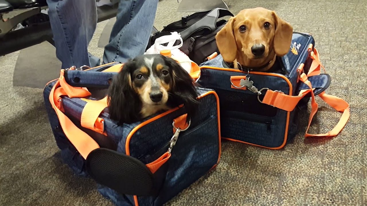 Pups Prepare for NYC!! - YouTube