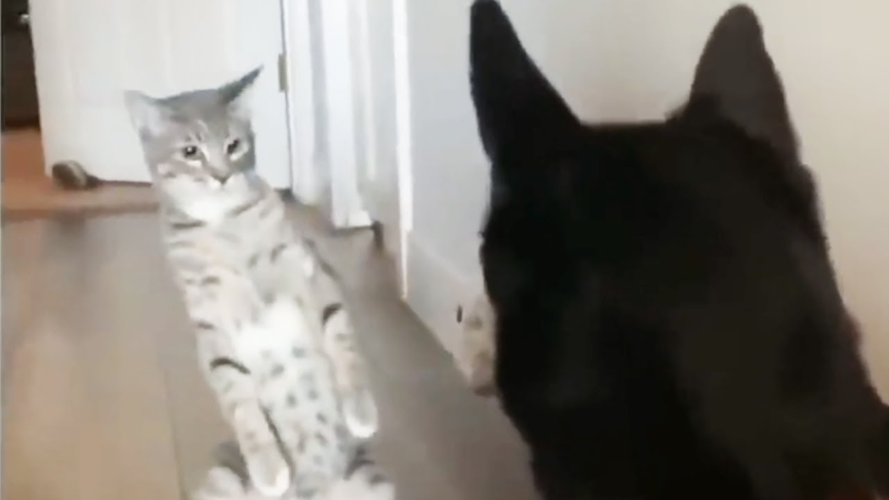 Cats Slap 🙀 Funny Cat Video 😹 | Coby's Pets - YouTube