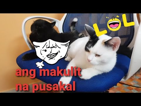 makulit na pusakal#mychannelcadungog - YouTube