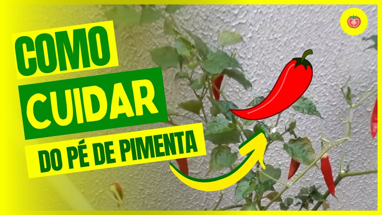 COMO CUIDAR de um PÉ de PIMENTA - YouTube
