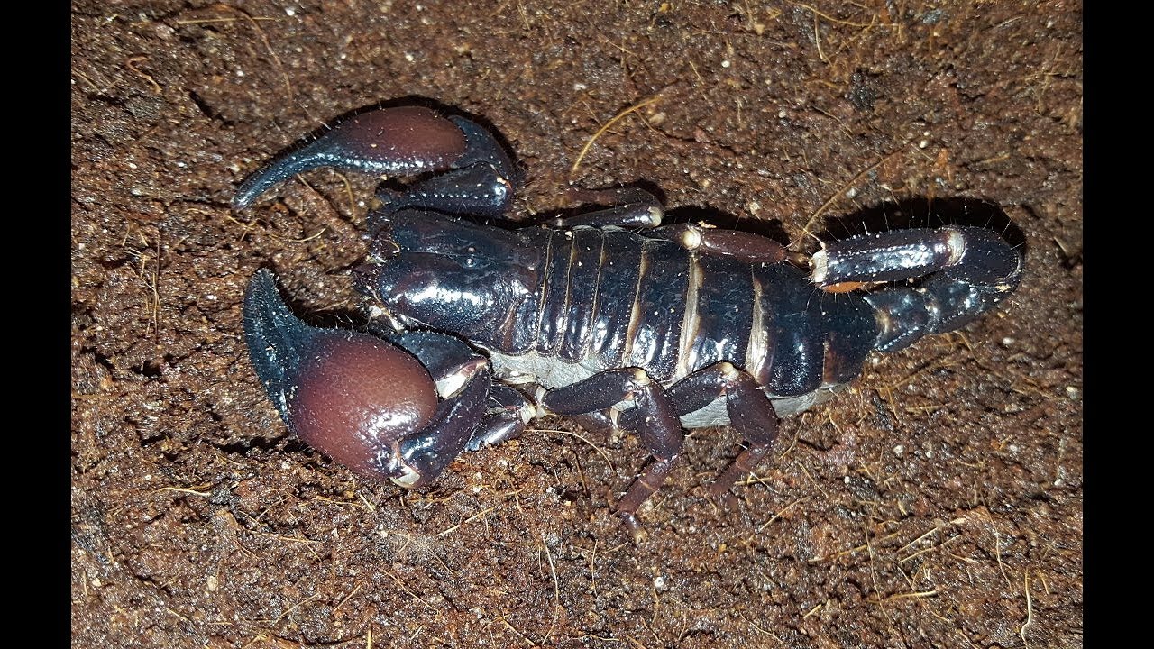 Skorpione 7 - Pandinus Viatoris - YouTube