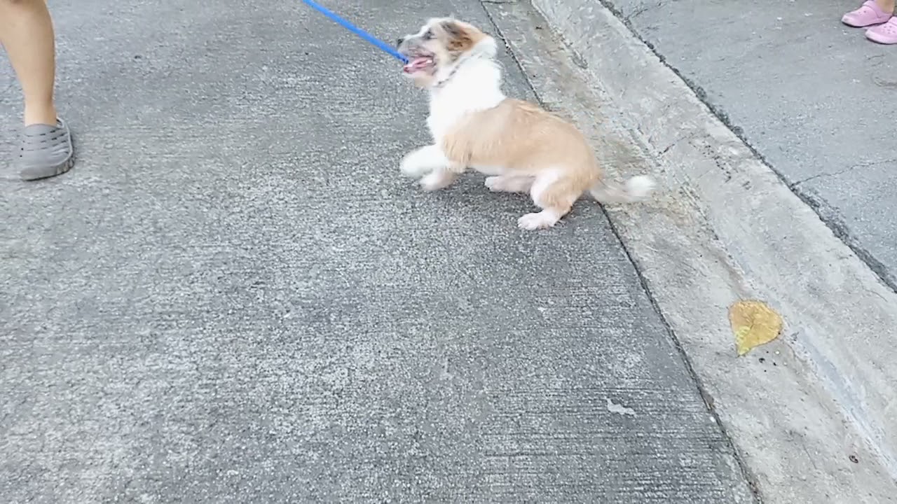 shorgi dog - half shitzu, half corgi - YouTube