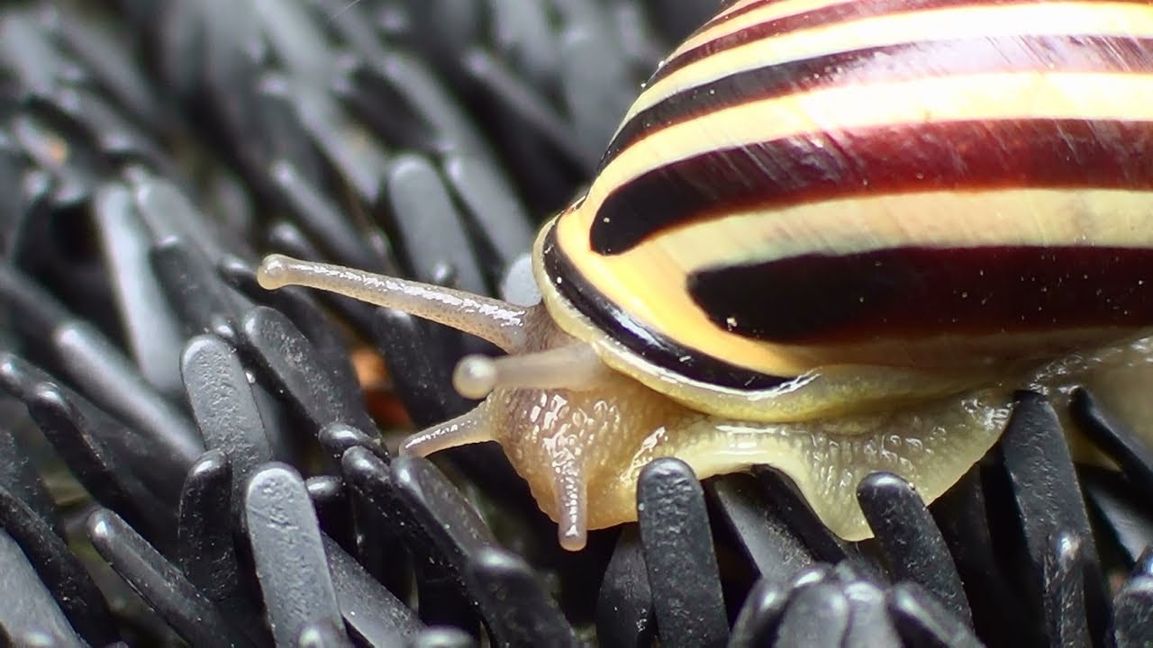 Brown-Lipped Snail Emerges From Shell - YouTube