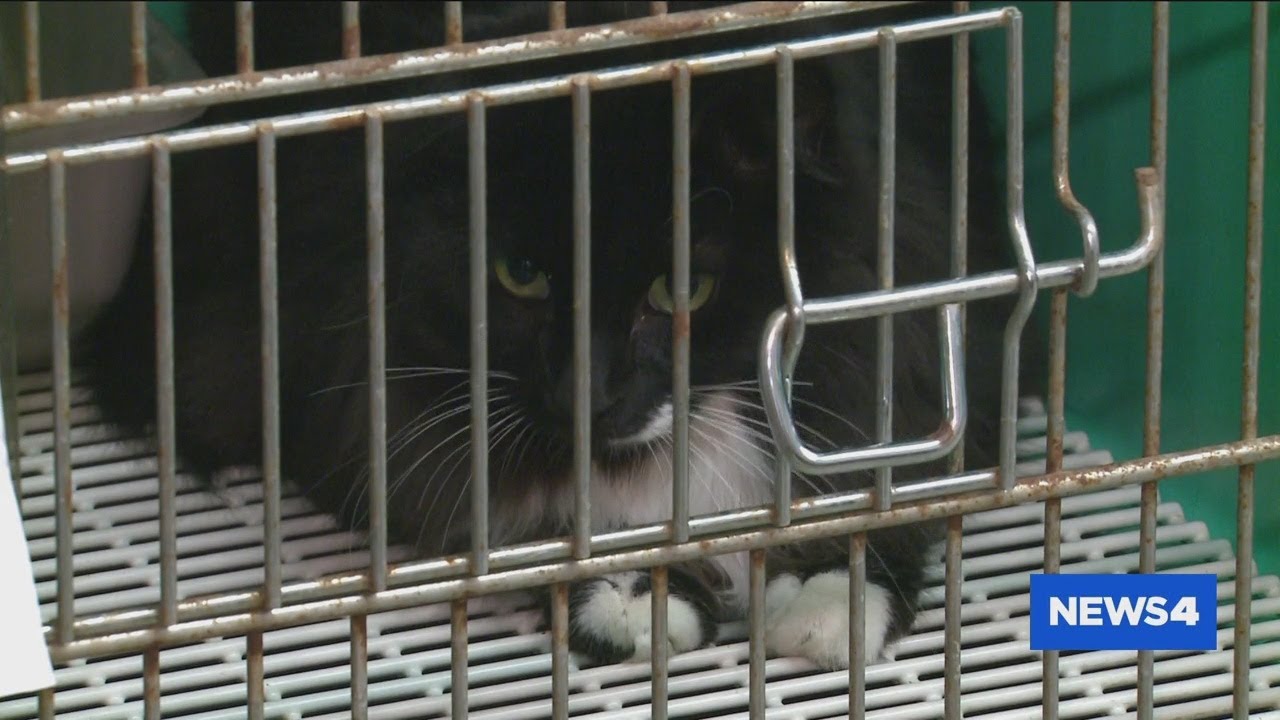 Holiday surprise: Every dog at Madison County Animal Control rescued on ...