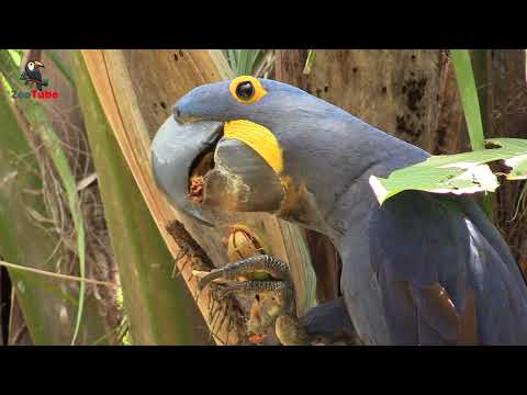 Macaw | Animals for Kids  | ZooTube