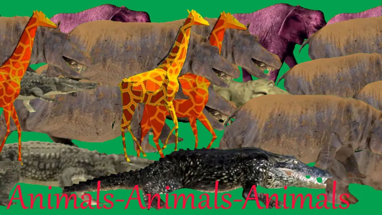 Wildlife Animals Stampede Green Screen Blue Screen Best HD Animals ...