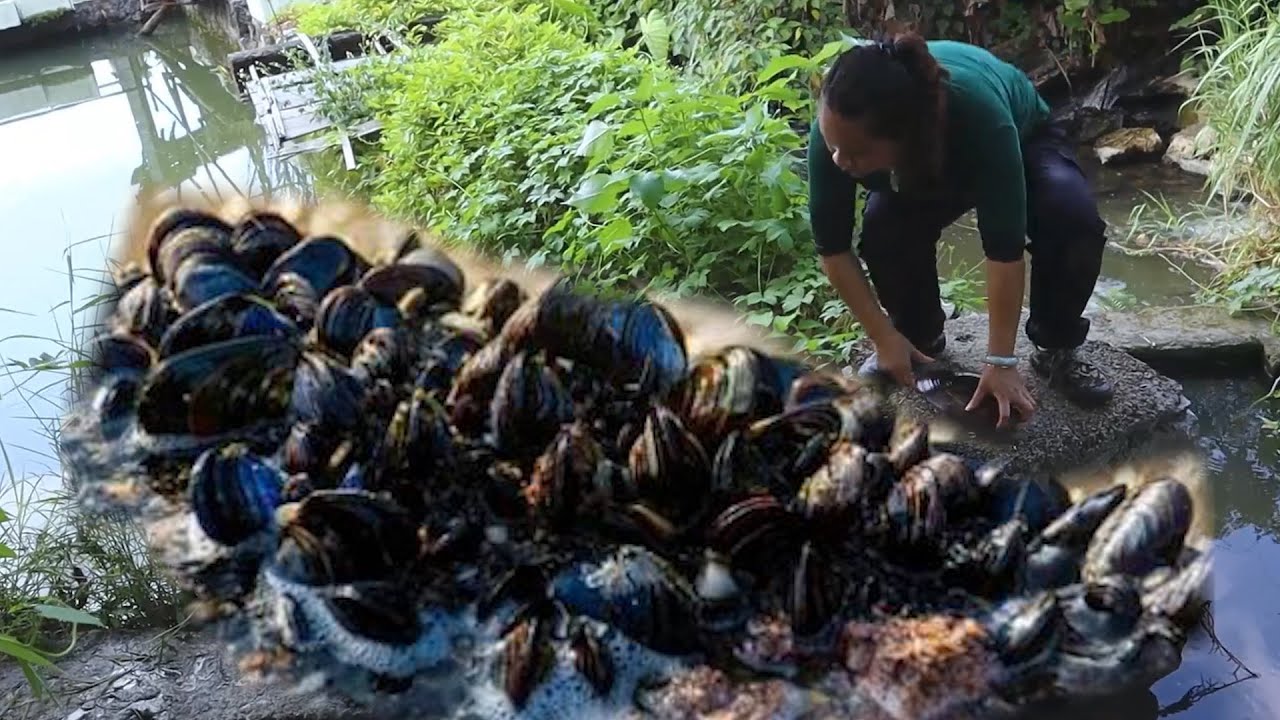 The girl accidentally discovered a huge shellfish, whose pearls are ...