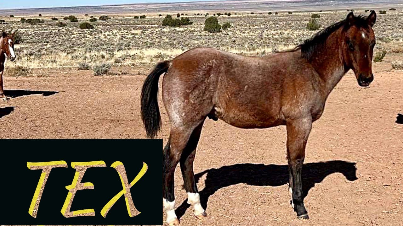 Texas Blue Valentine Colts : 2 Get Started 1 Goes Home #jheart # ...