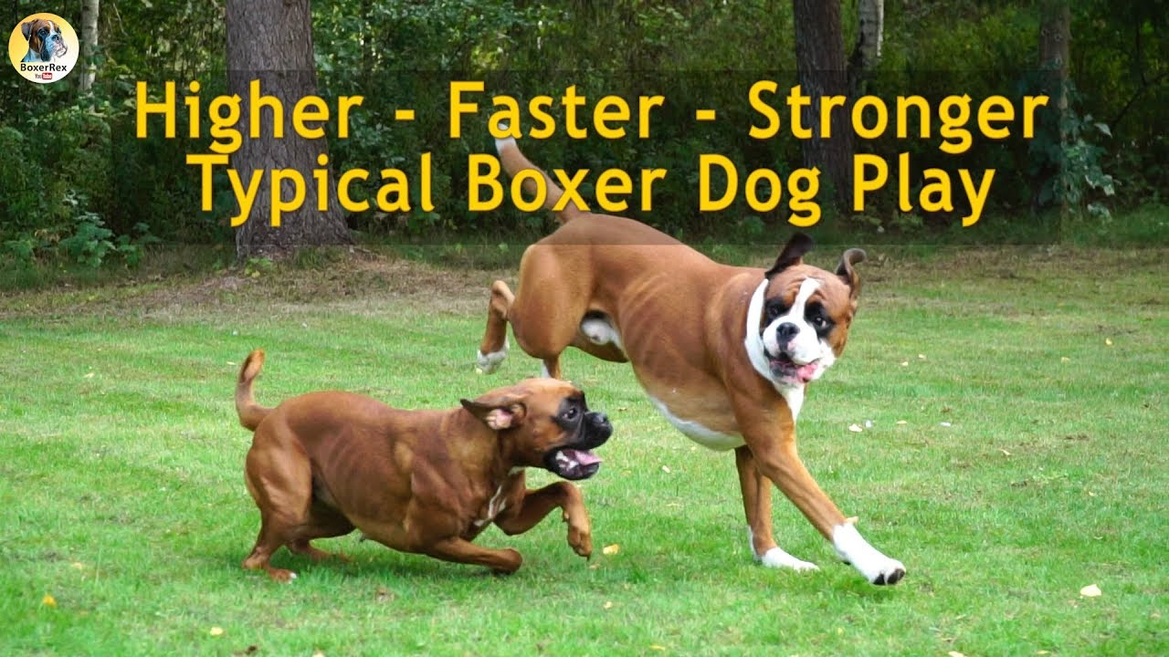 Higher-Faster-Stronger! Typical Boxer Dog Play In Slowmotion - YouTube