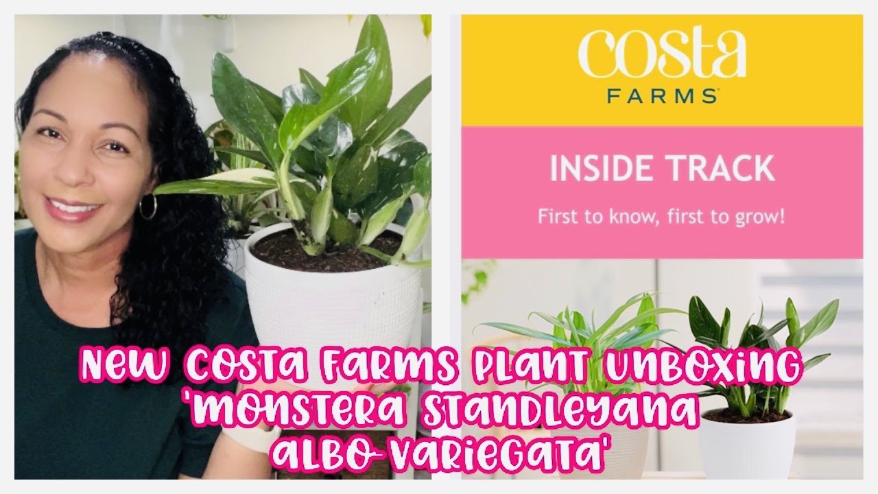 New Costa Farms Plant Unboxing || Monstera Standleyana Albo-Variegata ...