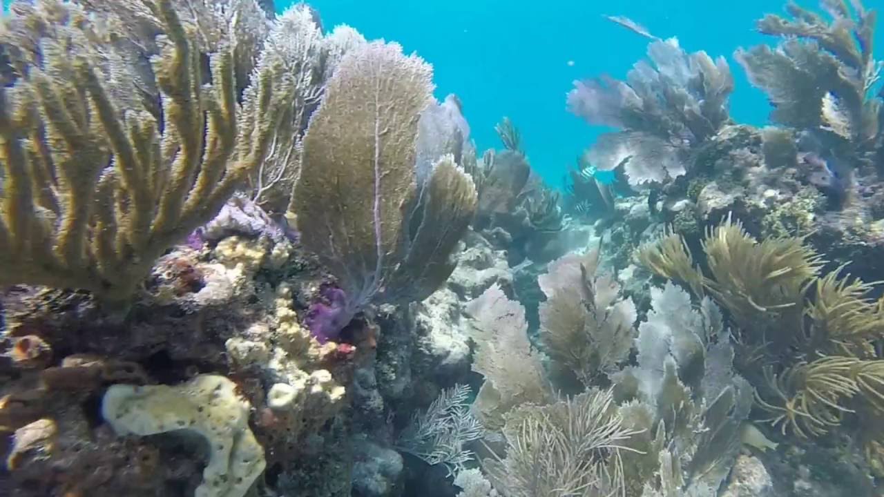 An Underwater World (The Florida Keys) - YouTube