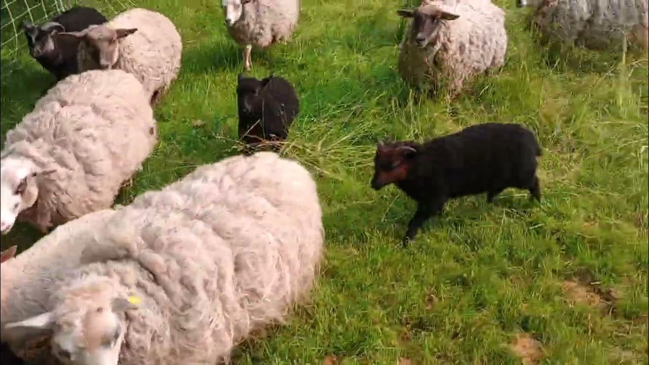 Eager sheep, goats, and llamas move to new rotational grazing paddock #farming #grazing - YouTube