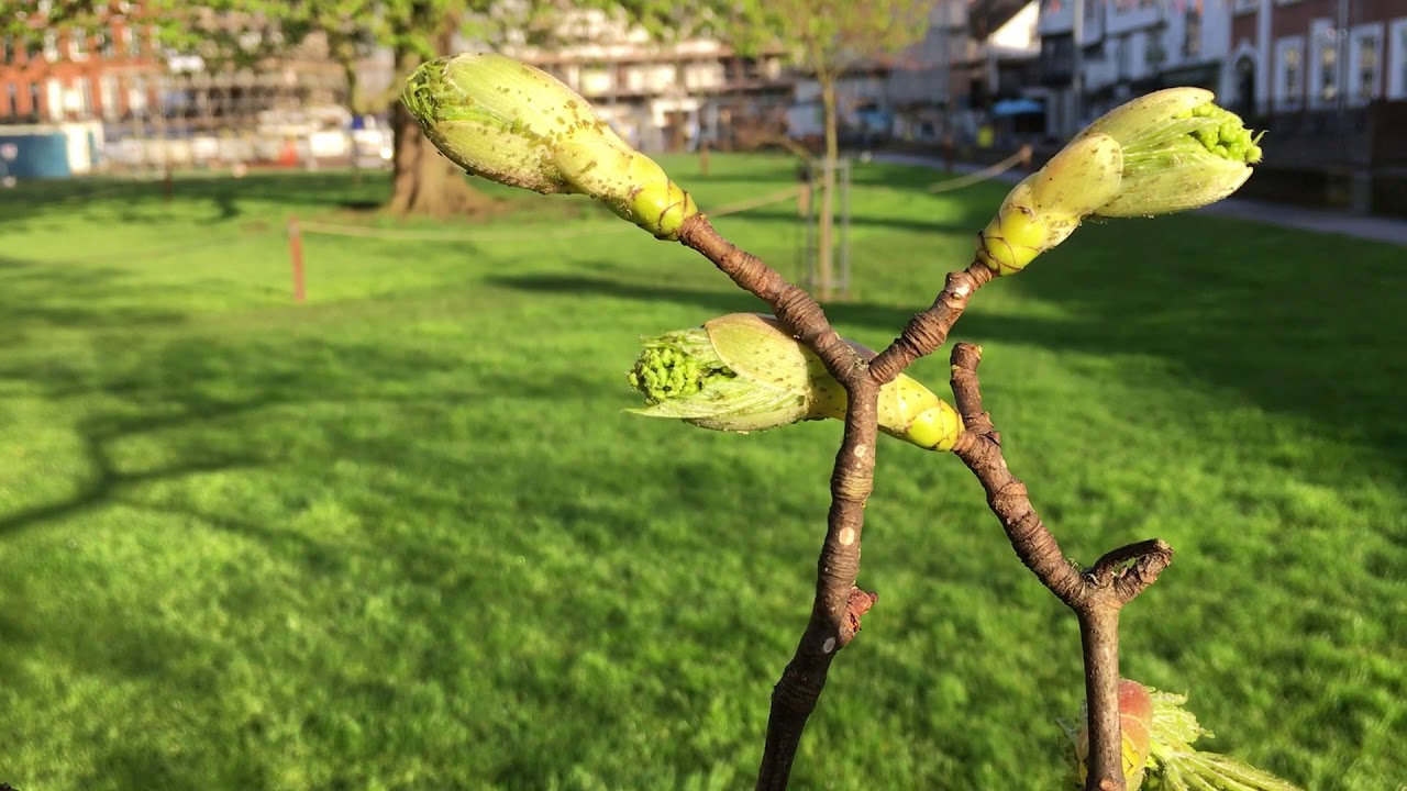Sycamore (Acer pseudoplatanus) - buds - April 2018 - YouTube