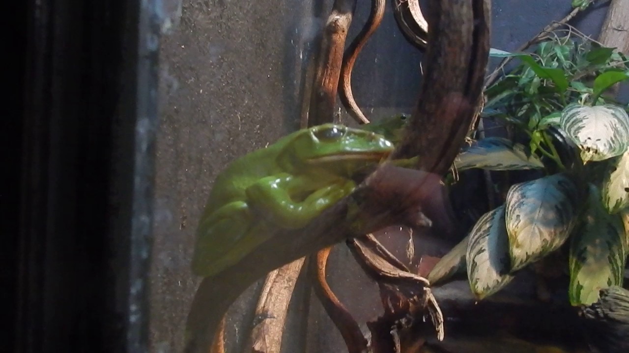 Feae's Flying Frog (Rhacophorus Feae), Reptile House, London Zoo ...