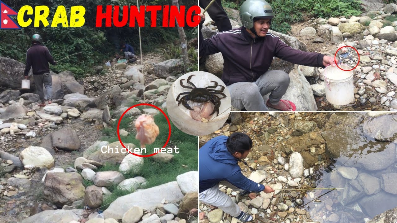 (गंगटो)Crab 🦀 Hunting By Using Chicken Meat//#fishing&Hunting Vlog ...