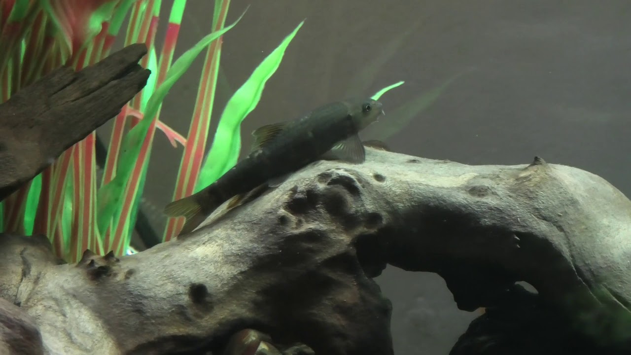 Panda Garra & Red Garra Fish - YouTube