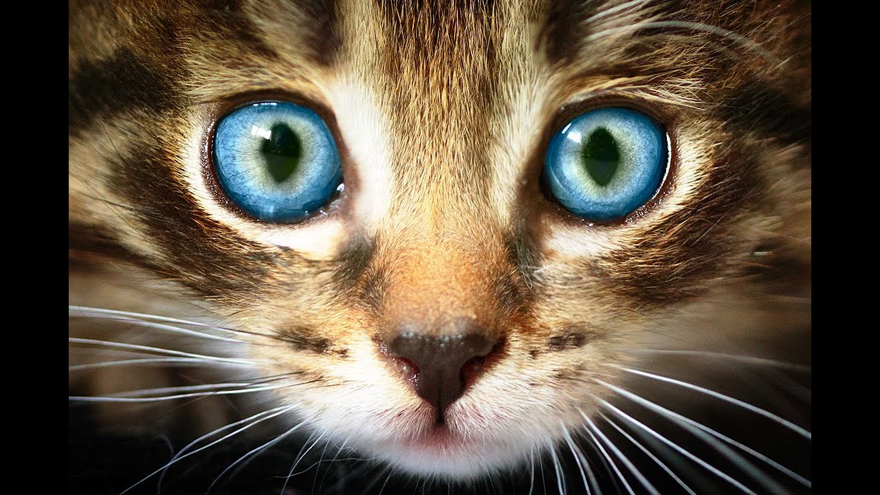 COLORFUL EYES ANİMAL , COLORFUL EYES ANİMAL - YouTube