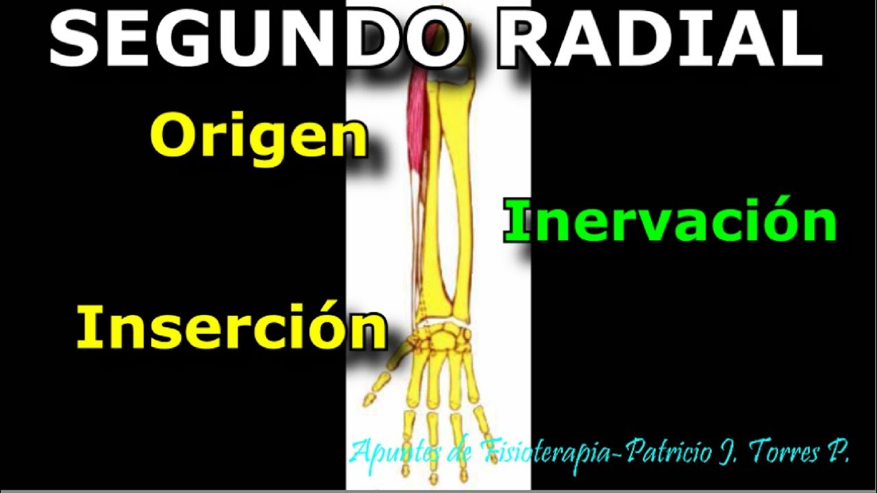 SEGUNDO RADIAL Origen Insercion Inervacion - YouTube