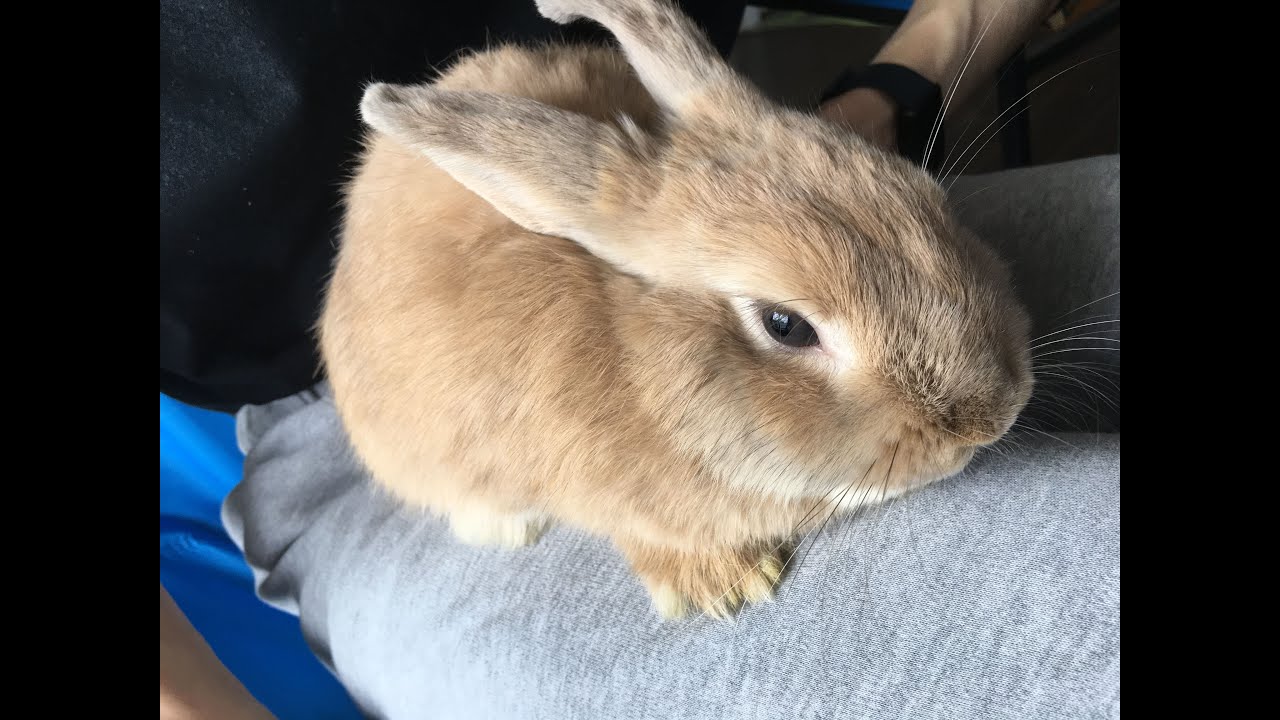 The Most Adorable baby bunny /Lele Bunny/Subscribe and Like ️this ...