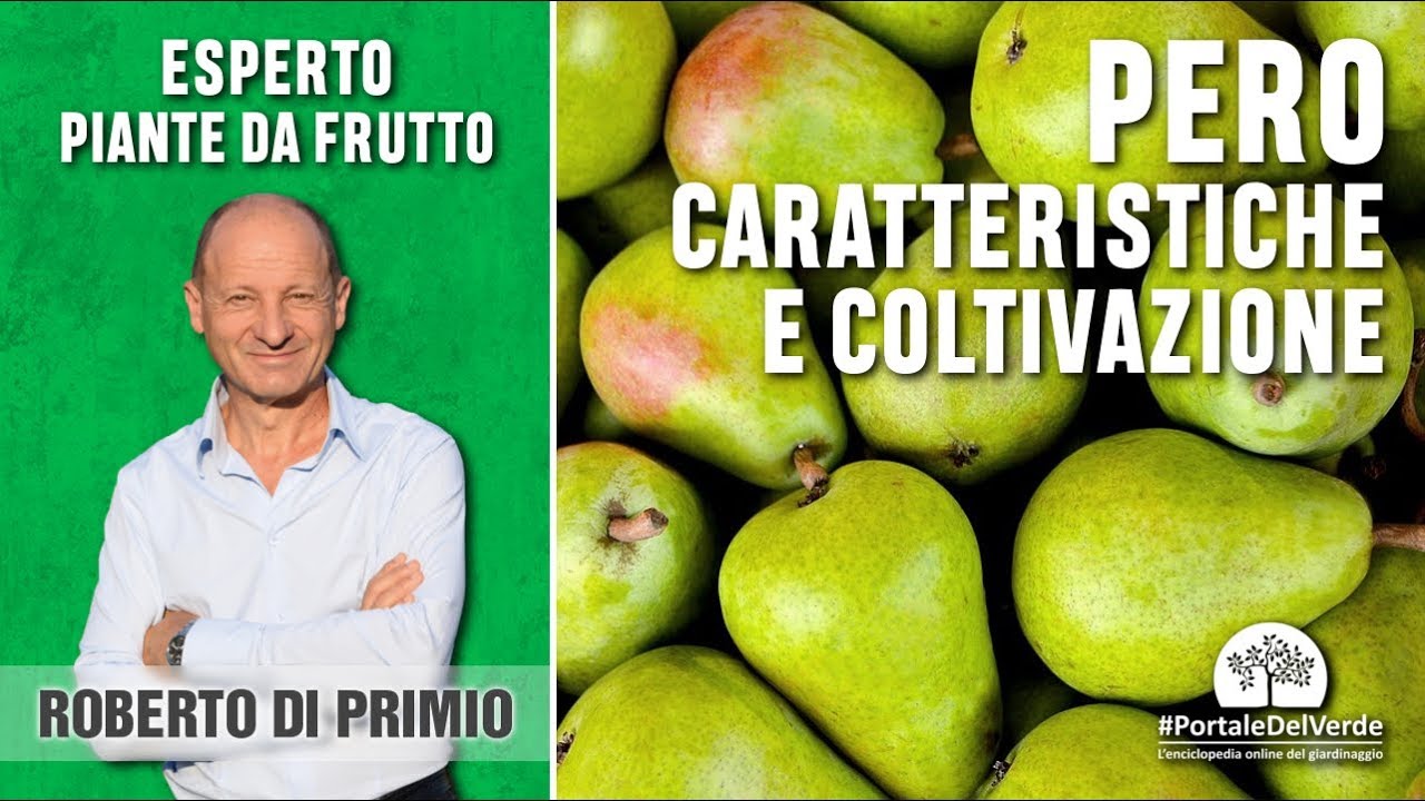 Piante da frutto: coltivazione del pero e quale varietà scegliere - YouTube