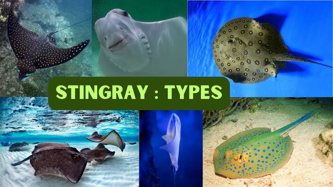 Stingray Showcase: Exploring the Fascinating Diversity of Stingray ...