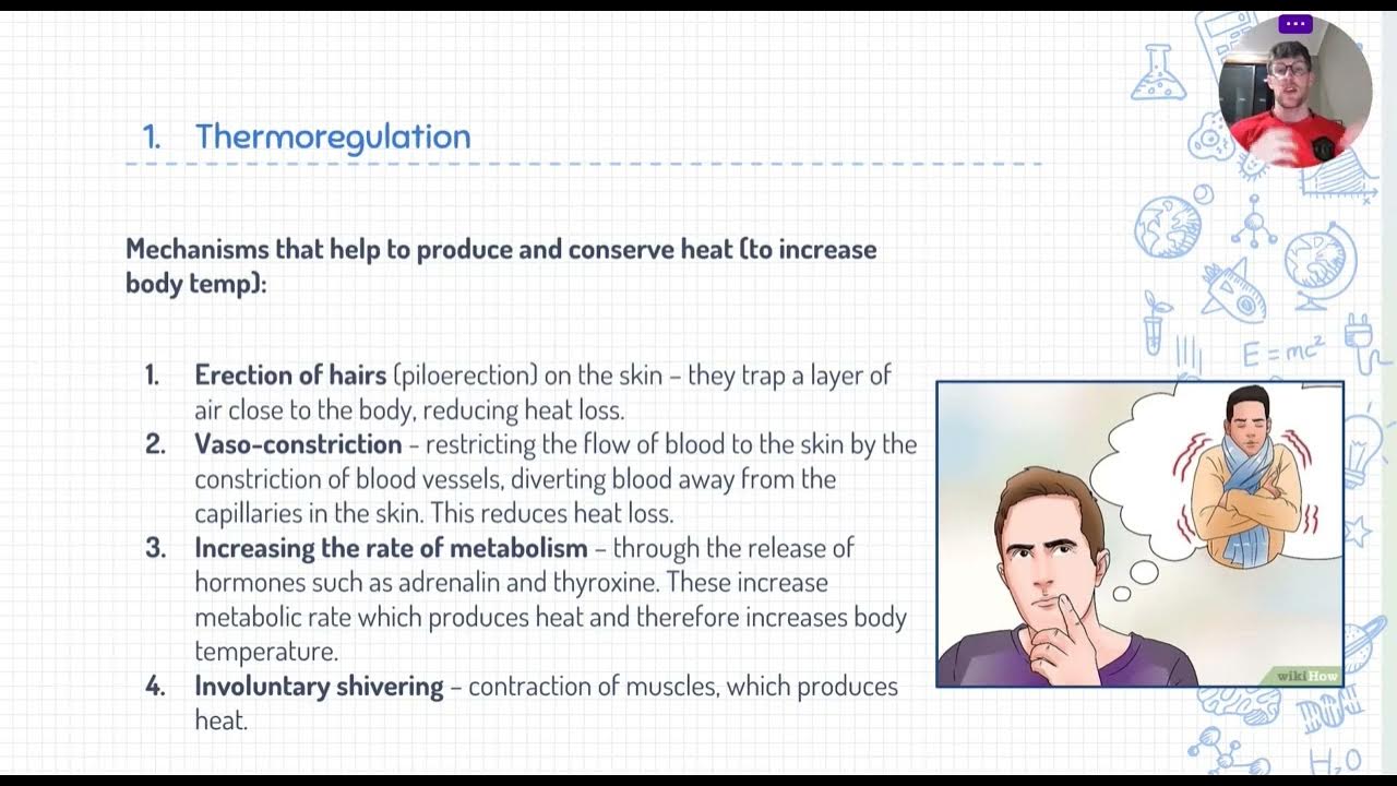 3.5.2 - Achieving Homeostasis (Thermoregulation) - YouTube