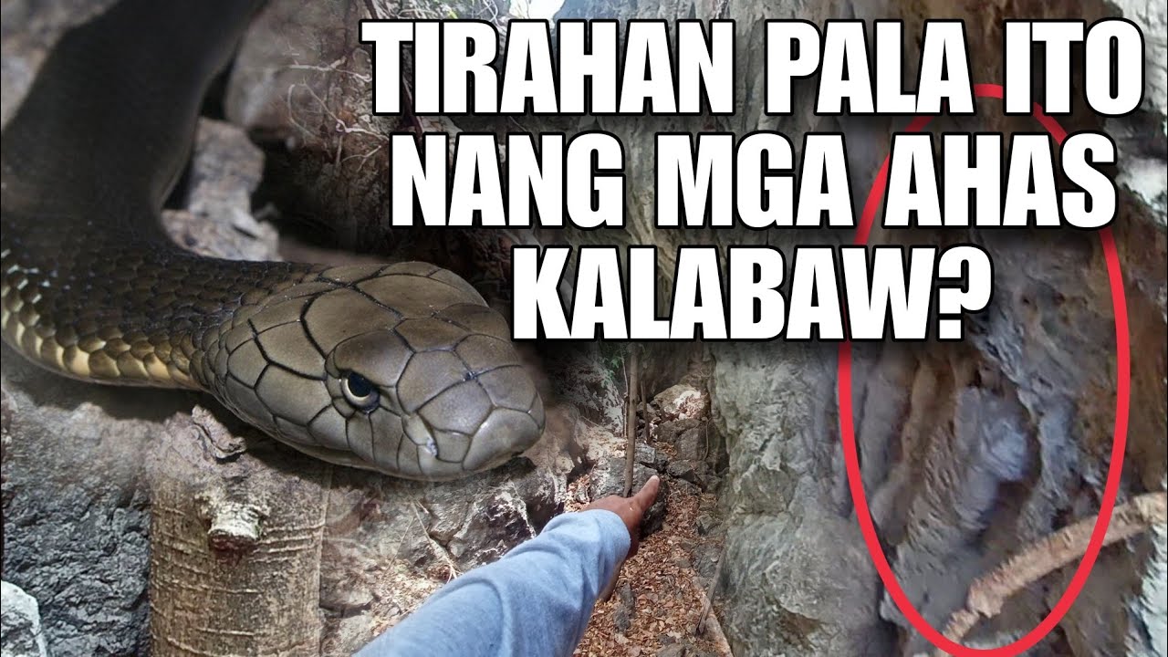 MESTERYOSONG LUGAR NA TIRAHAN PALA NANG MGA AHAS KALABAW?? - YouTube