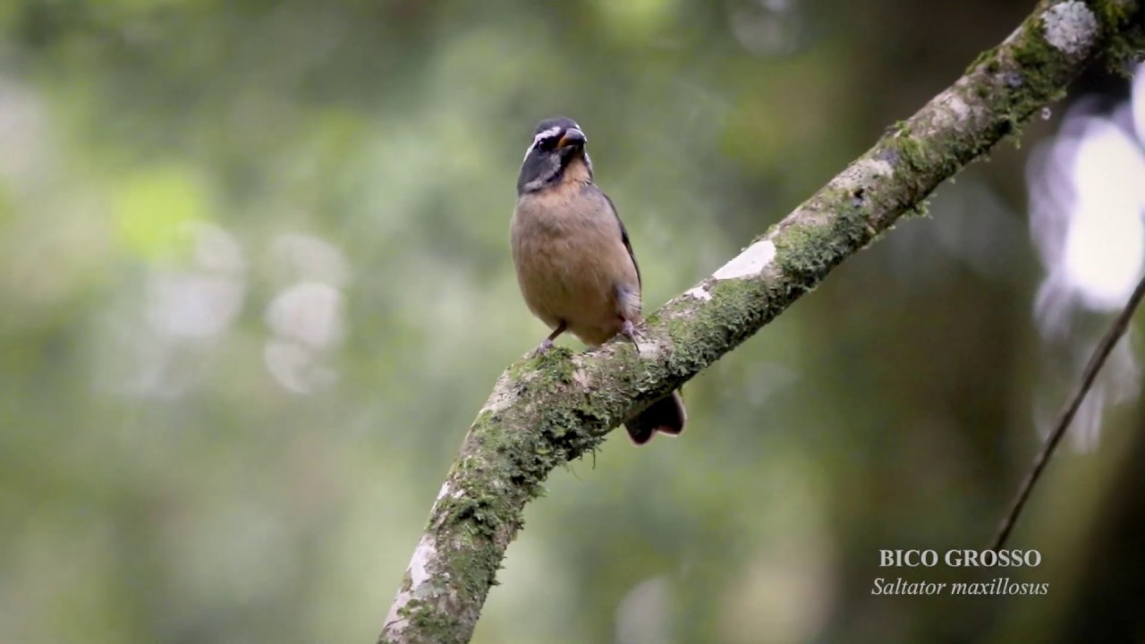 Bico Grosso (Saltator maxillosus) - YouTube